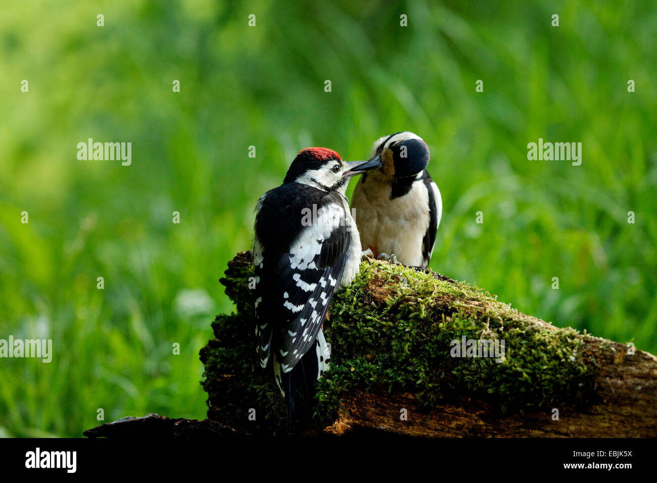 Great spotted woodpecker (Picoides major, Dendrocopos major), adult ...