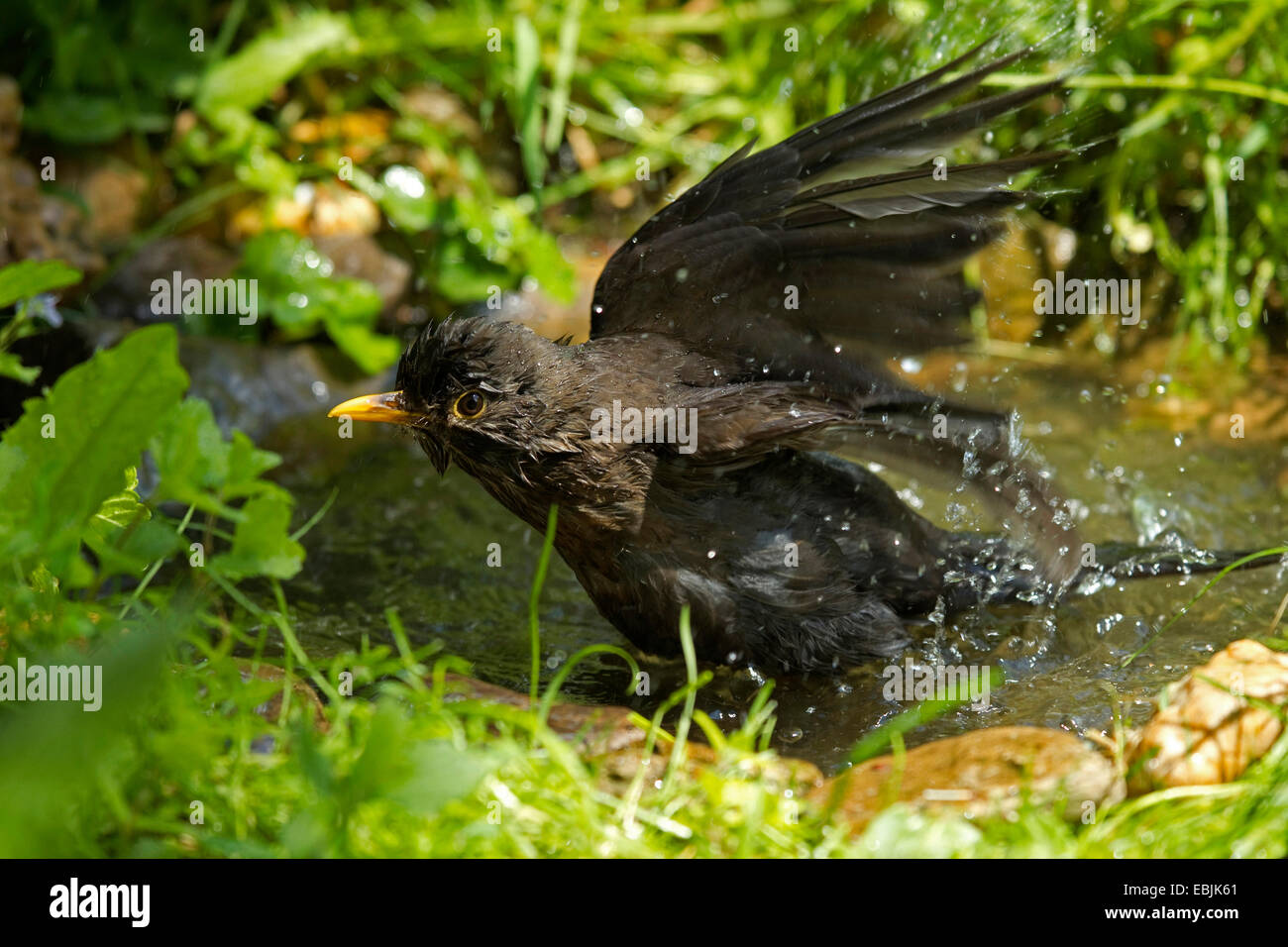 Bathing preening hi-res stock photography and images - Alamy