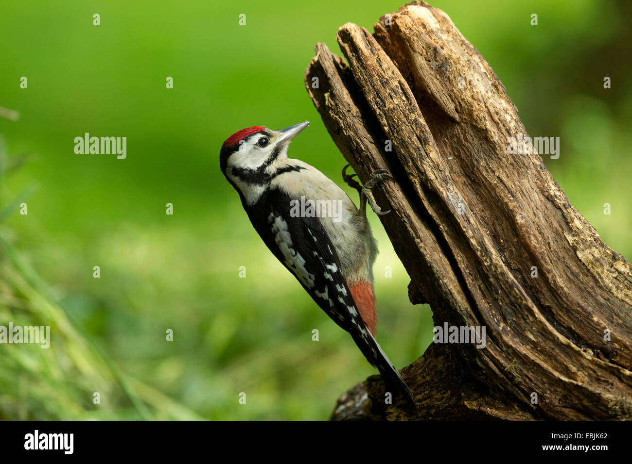 Spotted squeaker hi-res stock photography and images - Alamy