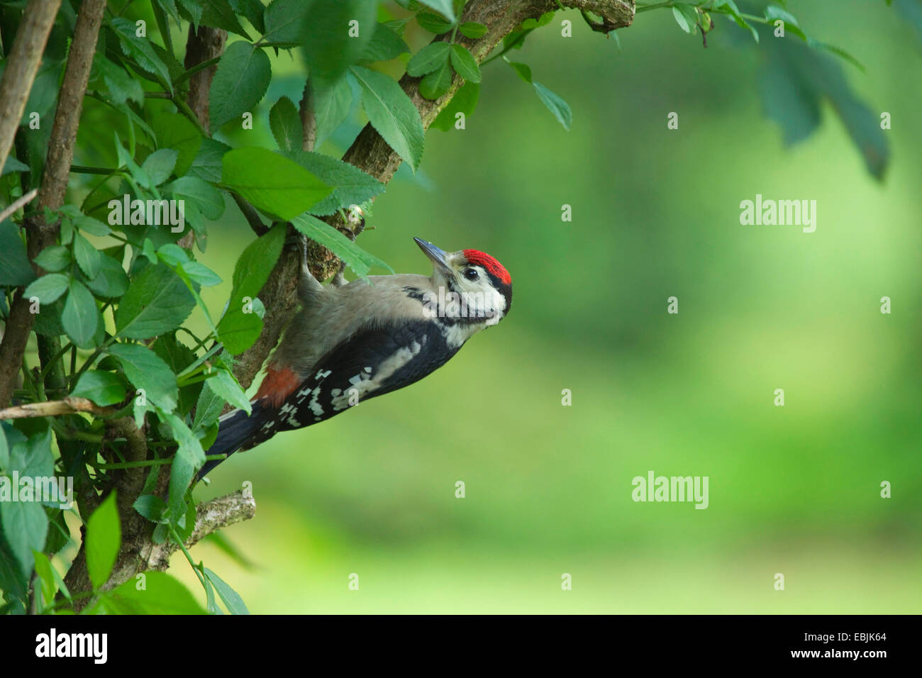 Great spotted woodpecker (Picoides major, Dendrocopos major), squeaker ...