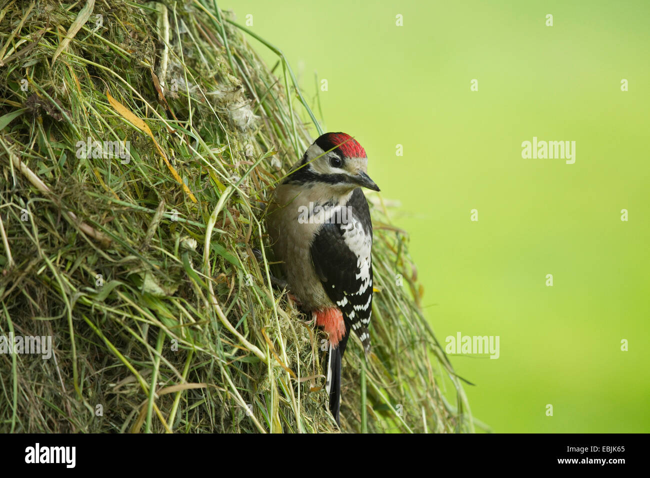 Great spotted woodpecker (Picoides major, Dendrocopos major), squeaker ...