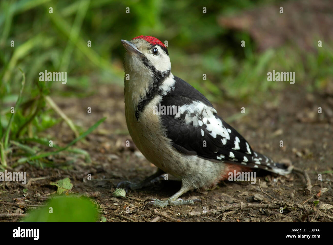 Great spotted woodpecker (Picoides major, Dendrocopos major), squeaker ...