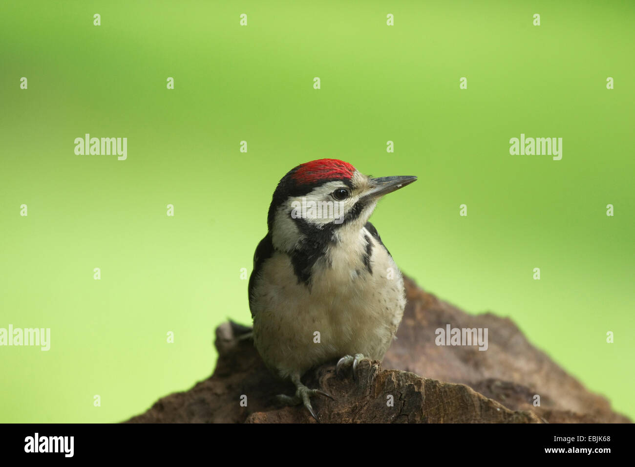 Great spotted woodpecker (Picoides major, Dendrocopos major), squeaker ...