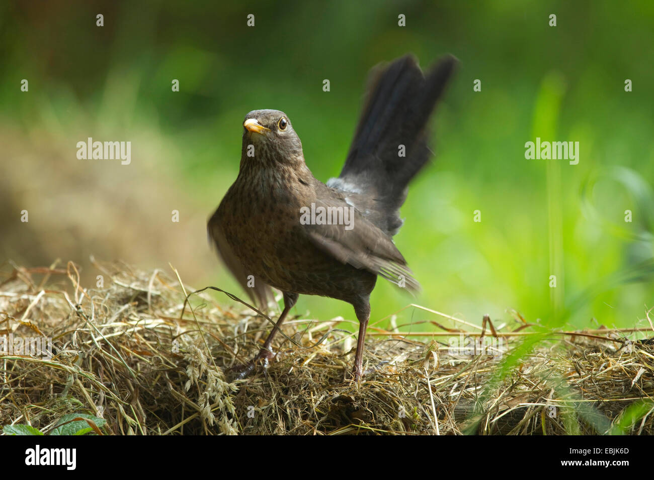 blackbird (Turdus merula), female sitting on hay flapping wings ...