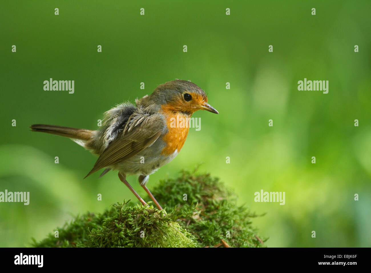 European robin (Erithacus rubecula), sitting on a mossy tree snag ...