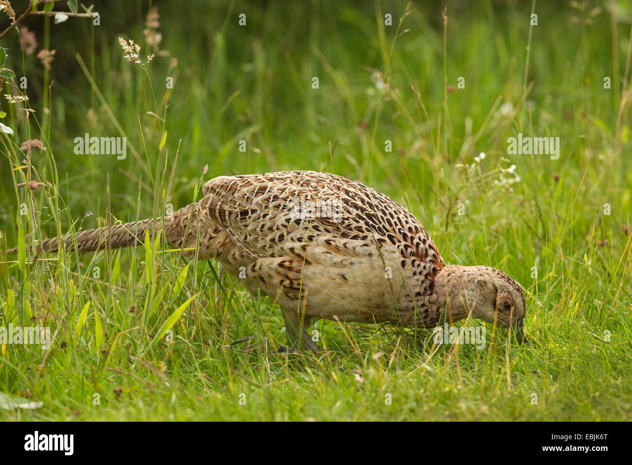 common pheasant, Caucasus Pheasant, Caucasian Pheasant (Phasianus ...