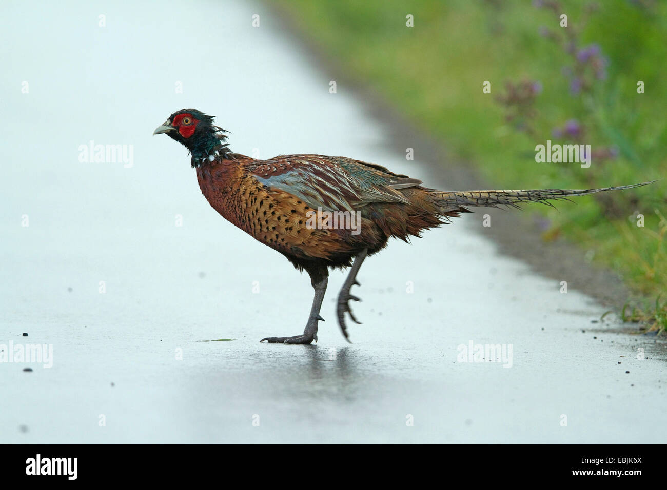 common pheasant, Caucasus Pheasant, Caucasian Pheasant (Phasianus ...