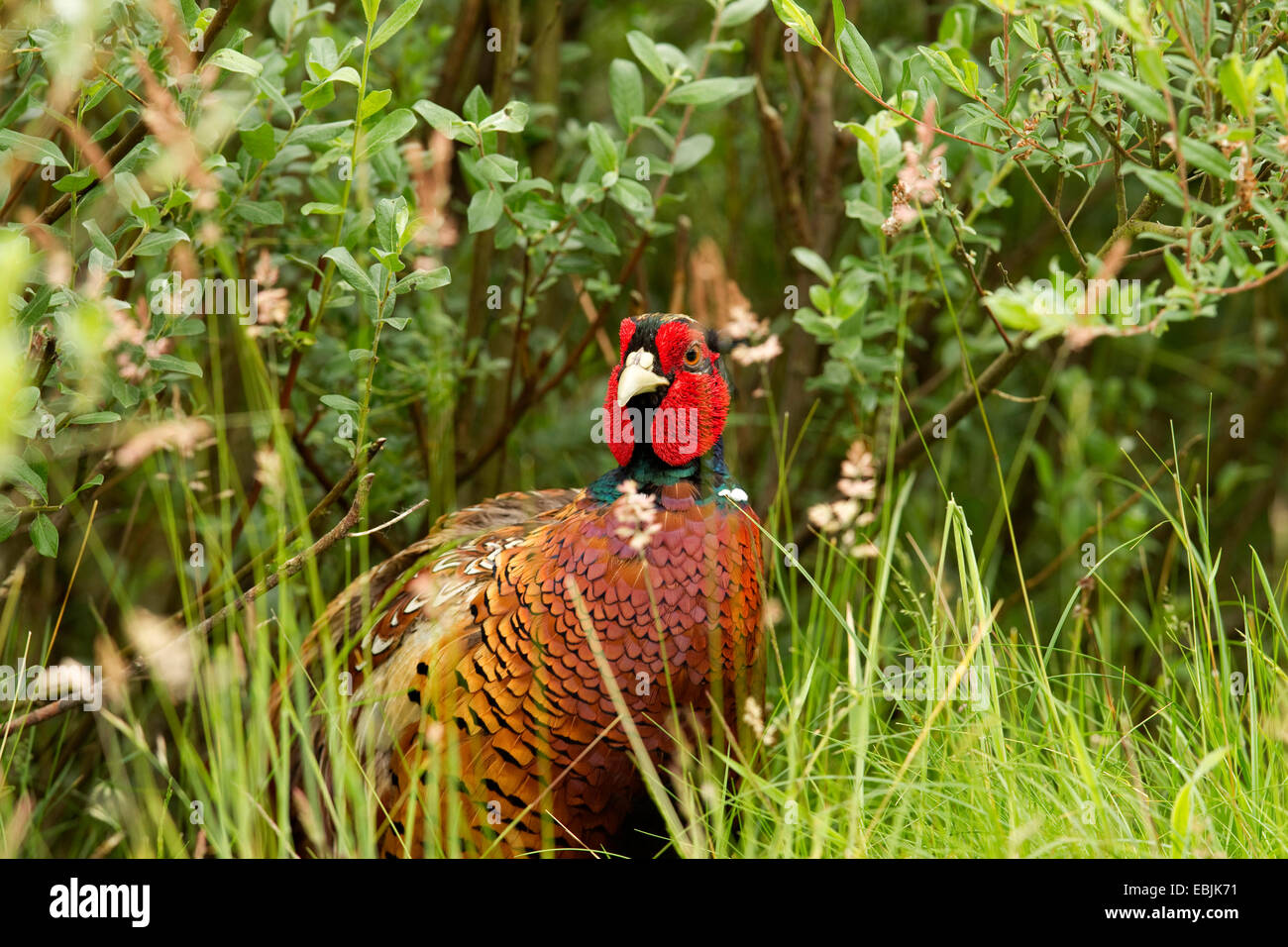 common pheasant, Caucasus Pheasant, Caucasian Pheasant (Phasianus ...