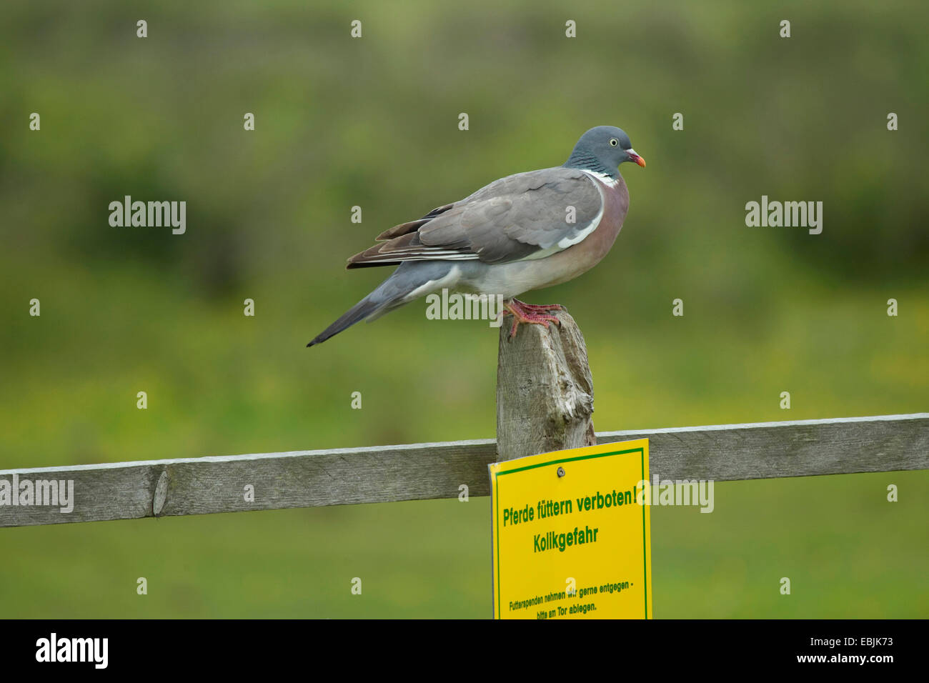 Wild animal warning signs hi-res stock photography and images - Alamy
