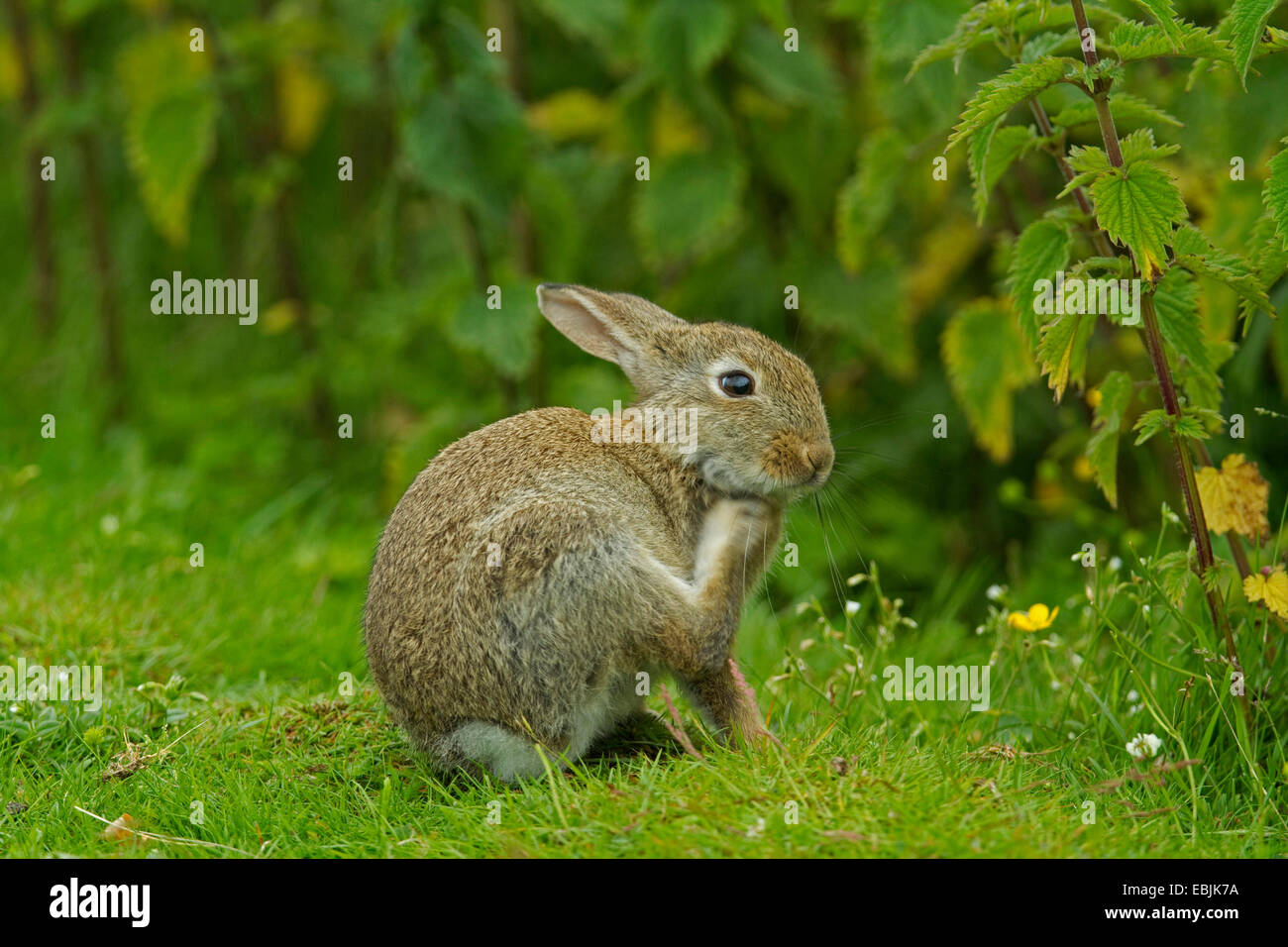 European rabbit (Oryctolagus cuniculus), having a scratch, Germany ...