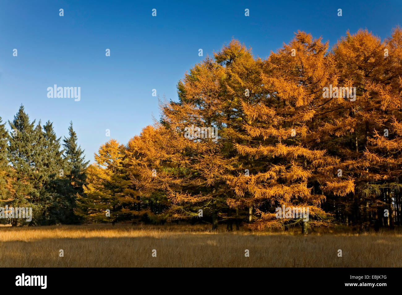 common larch, European larch (Larix decidua, Larix europaea), larches ...