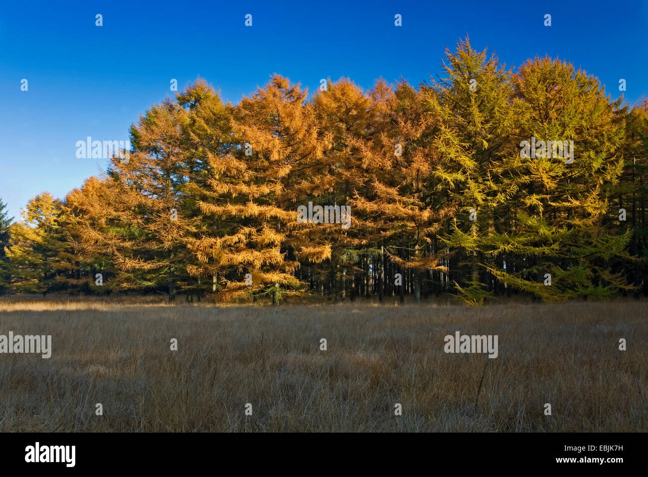 common larch, European larch (Larix decidua, Larix europaea), larches ...