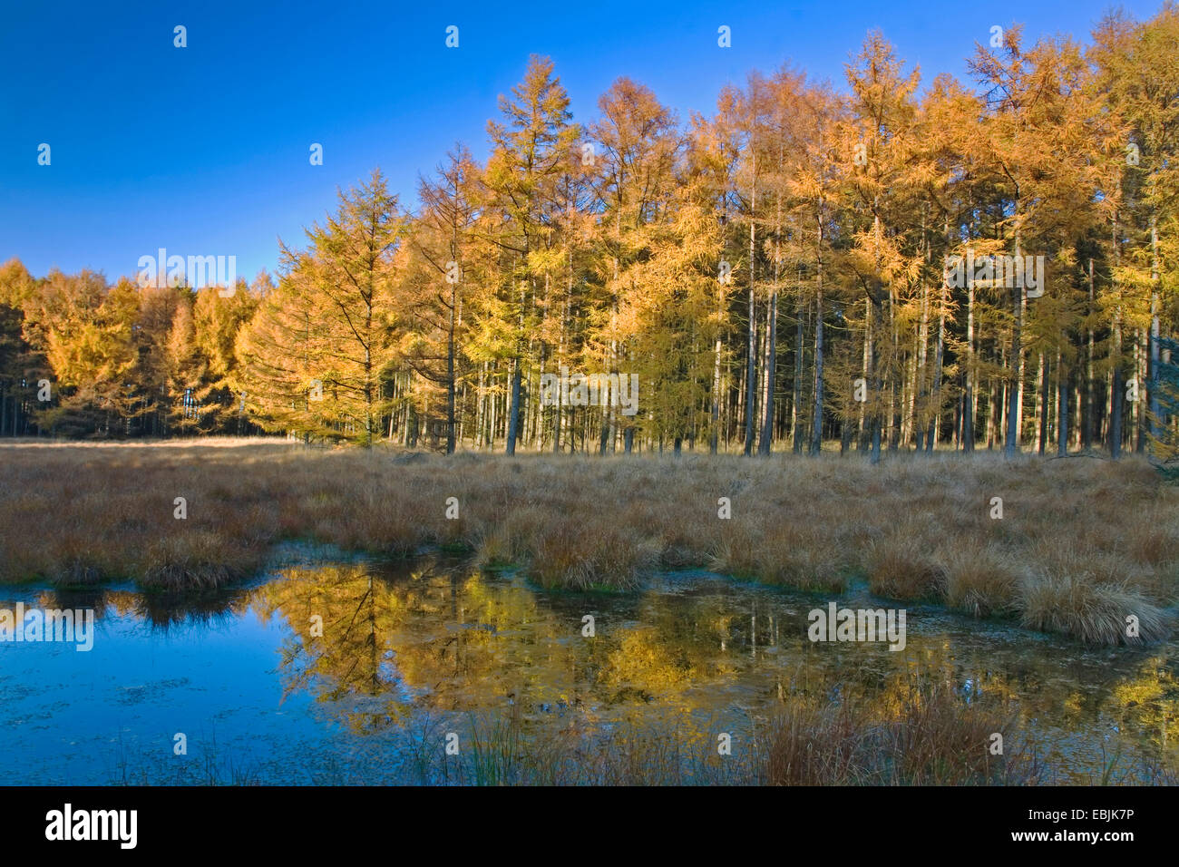 common larch, European larch (Larix decidua, Larix europaea), larches ...