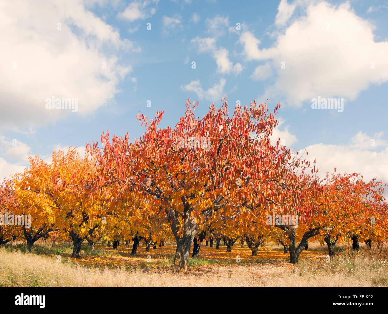 Walnut tree in autumn hi-res stock photography and images - Alamy