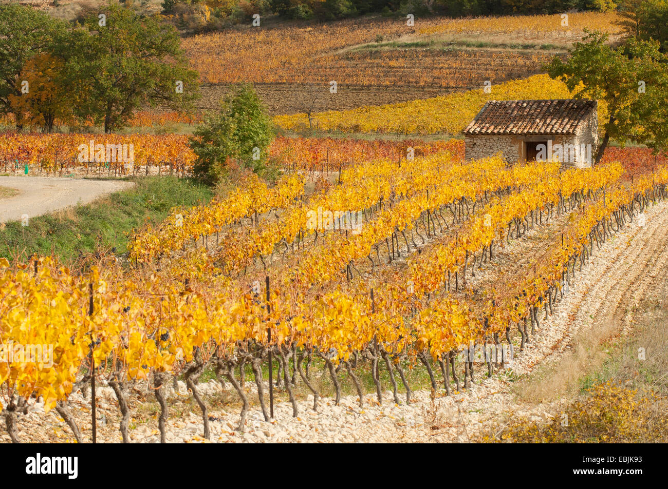 Cultivation wine provence vineyard hi-res stock photography and images ...