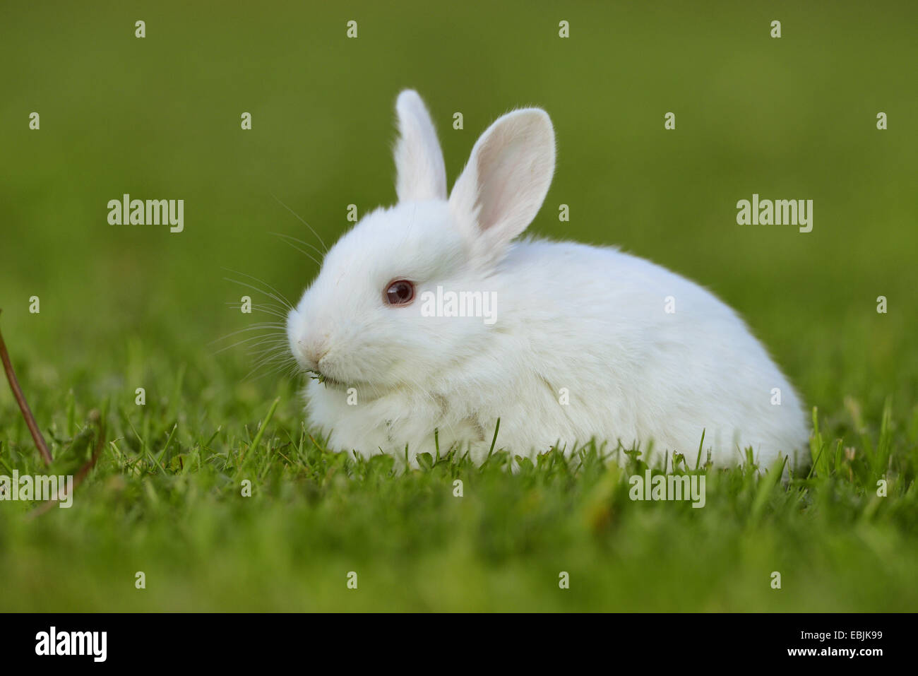 domestic rabbit (Oryctolagus cuniculus f. domestica), white bunny in a ...