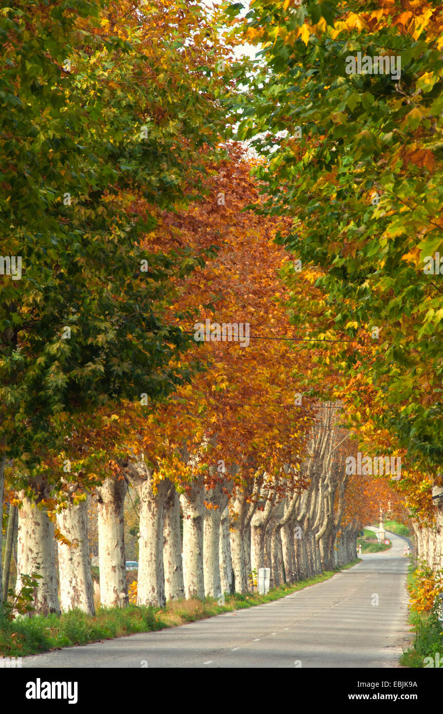 Poplar trees and france hi-res stock photography and images - Alamy