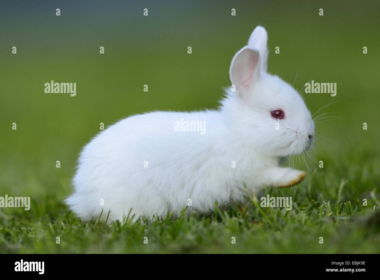 domestic rabbit (Oryctolagus cuniculus f. domestica), white bunny in a ...