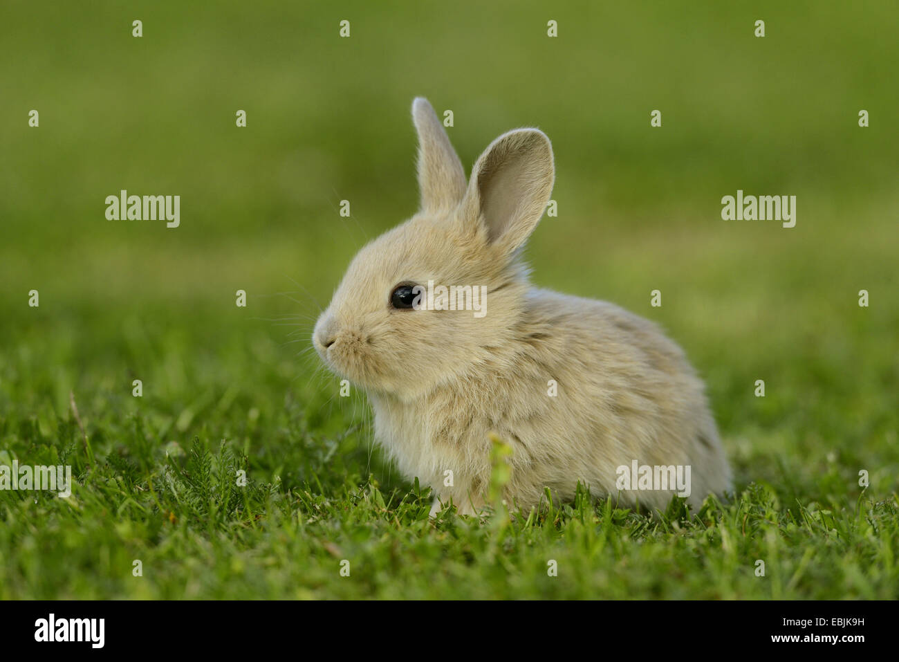 domestic rabbit (Oryctolagus cuniculus f. domestica), beige bunny in a ...