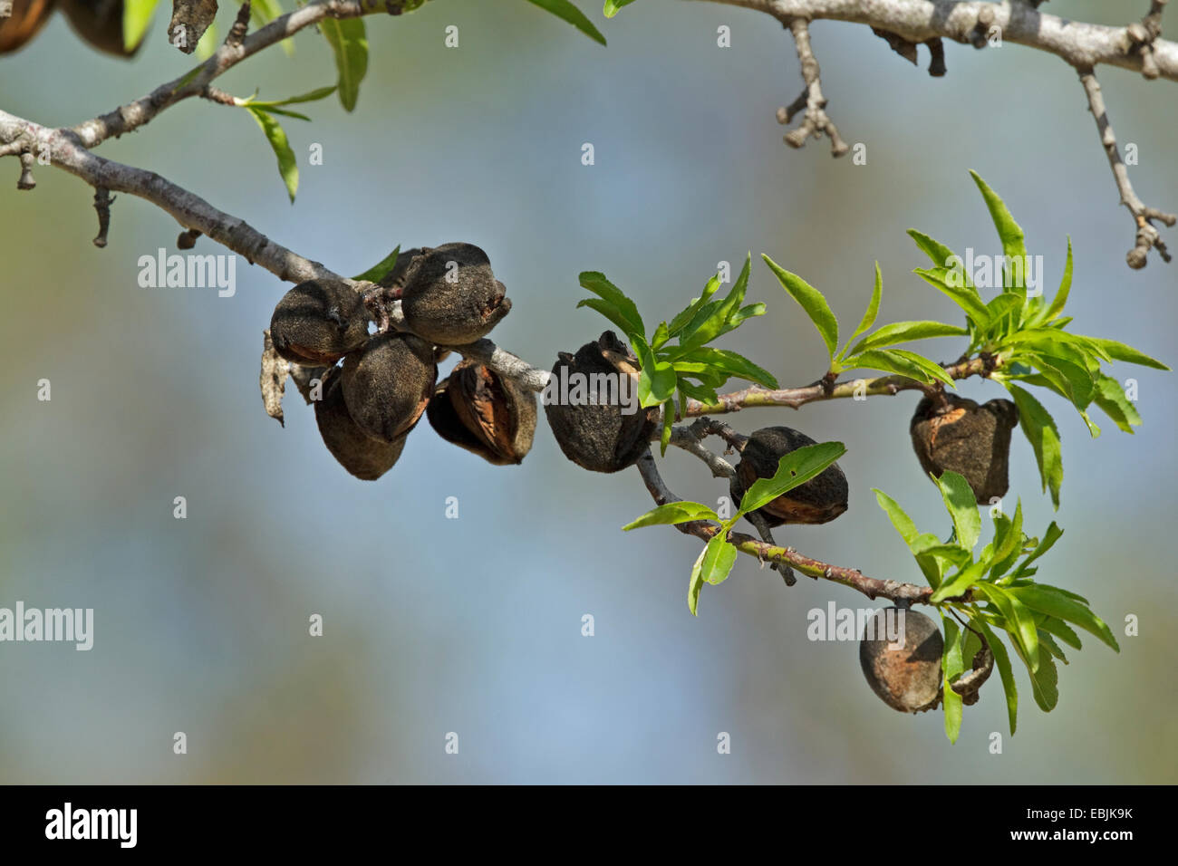 Ripe almonds on Almond Tree (Prunus dulcis, syn. Prunus amygdalus ...