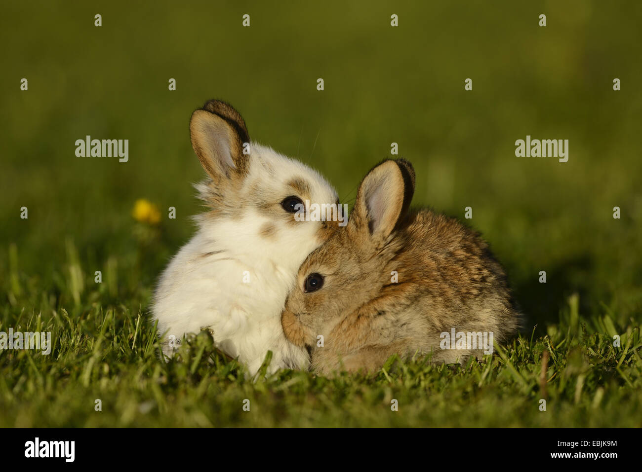 Two young rabbits in a meadow hi-res stock photography and images - Alamy
