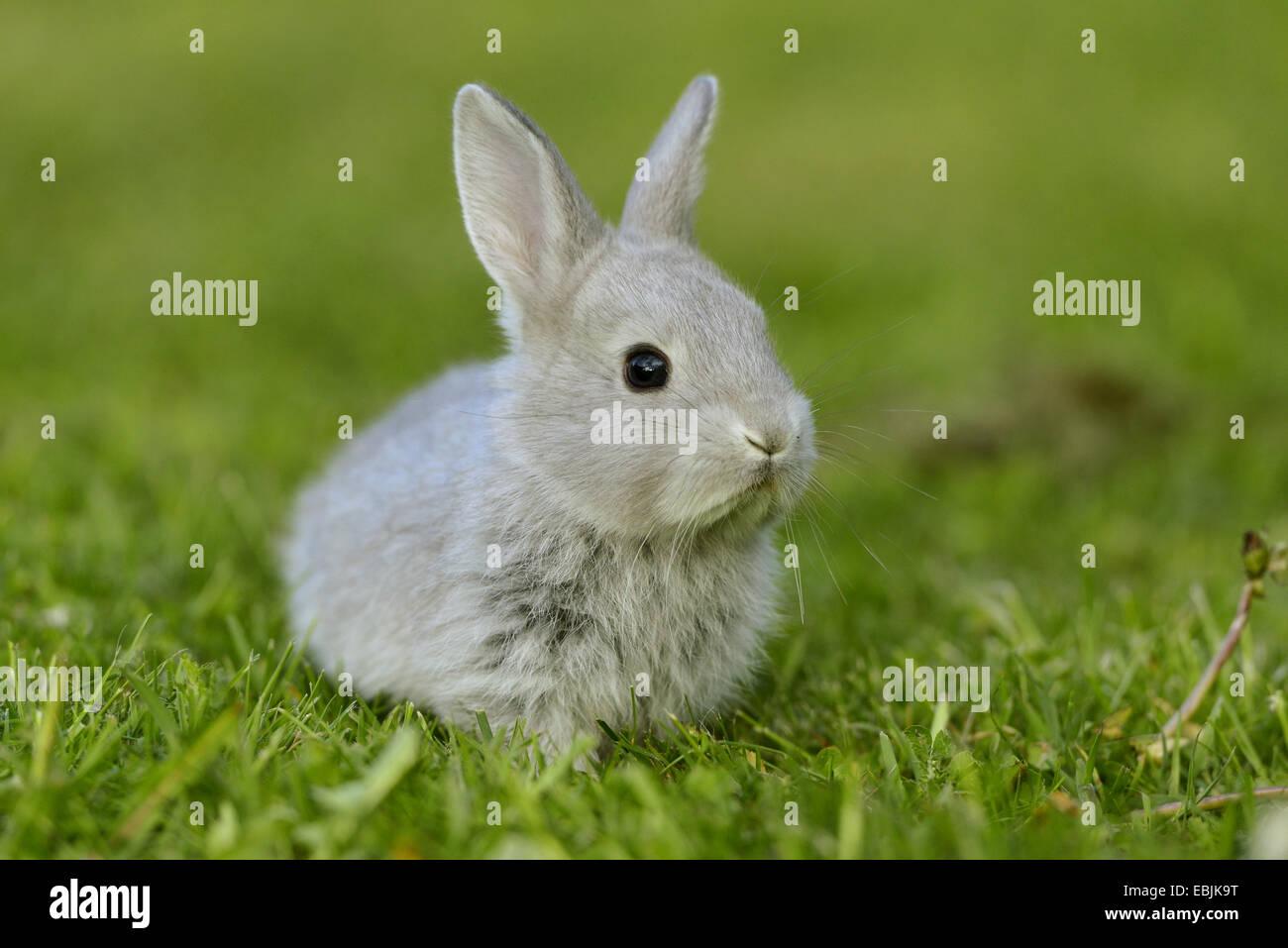 domestic rabbit (Oryctolagus cuniculus f. domestica), grey bunny in a ...