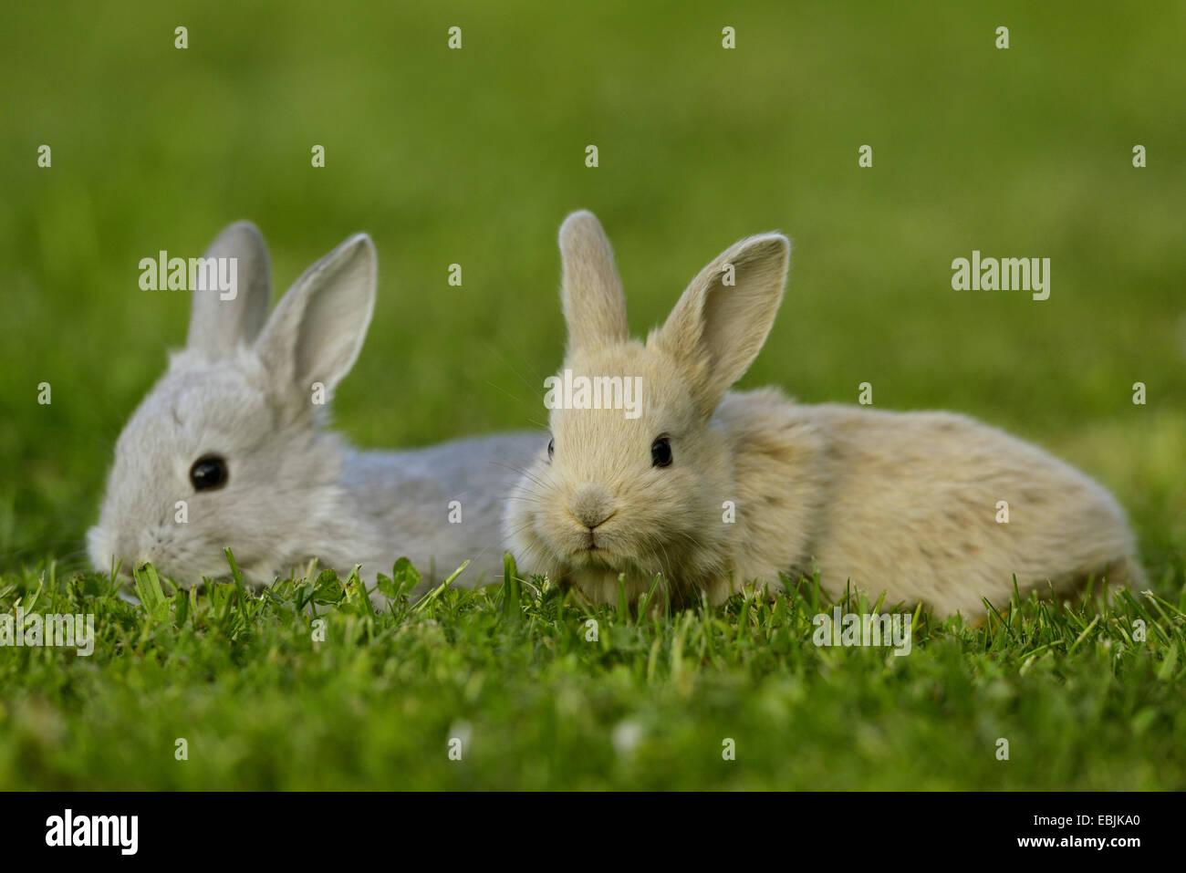 domestic rabbit (Oryctolagus cuniculus f. domestica), beige bunny with ...