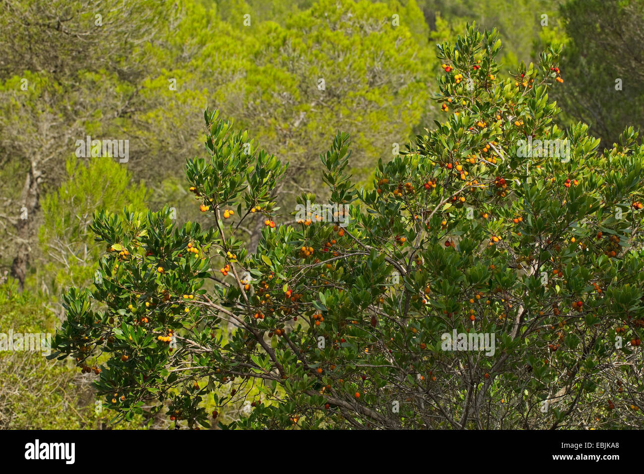 Arbutus unedo tree hi-res stock photography and images - Alamy