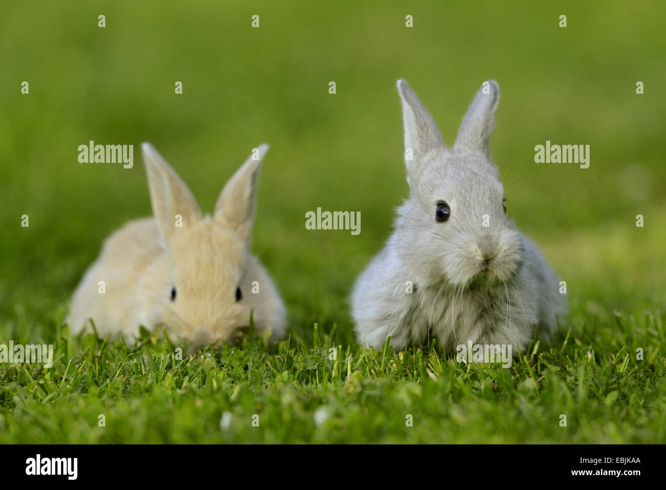 Grey bunny hi-res stock photography and images - Alamy