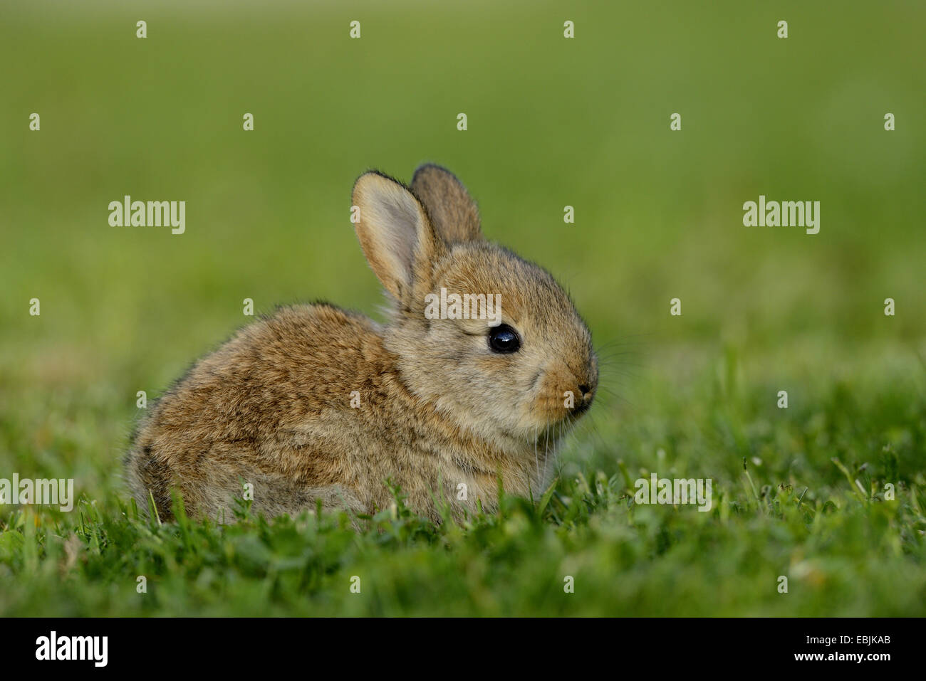 domestic rabbit (Oryctolagus cuniculus f. domestica), brown bunny in a ...