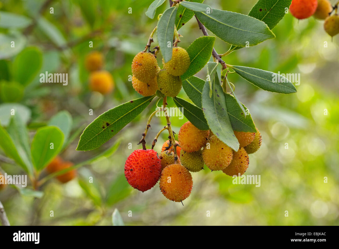 Strawberry tree (Arbutus unedo) with fruits, Majorca, Spain Stock Photo ...