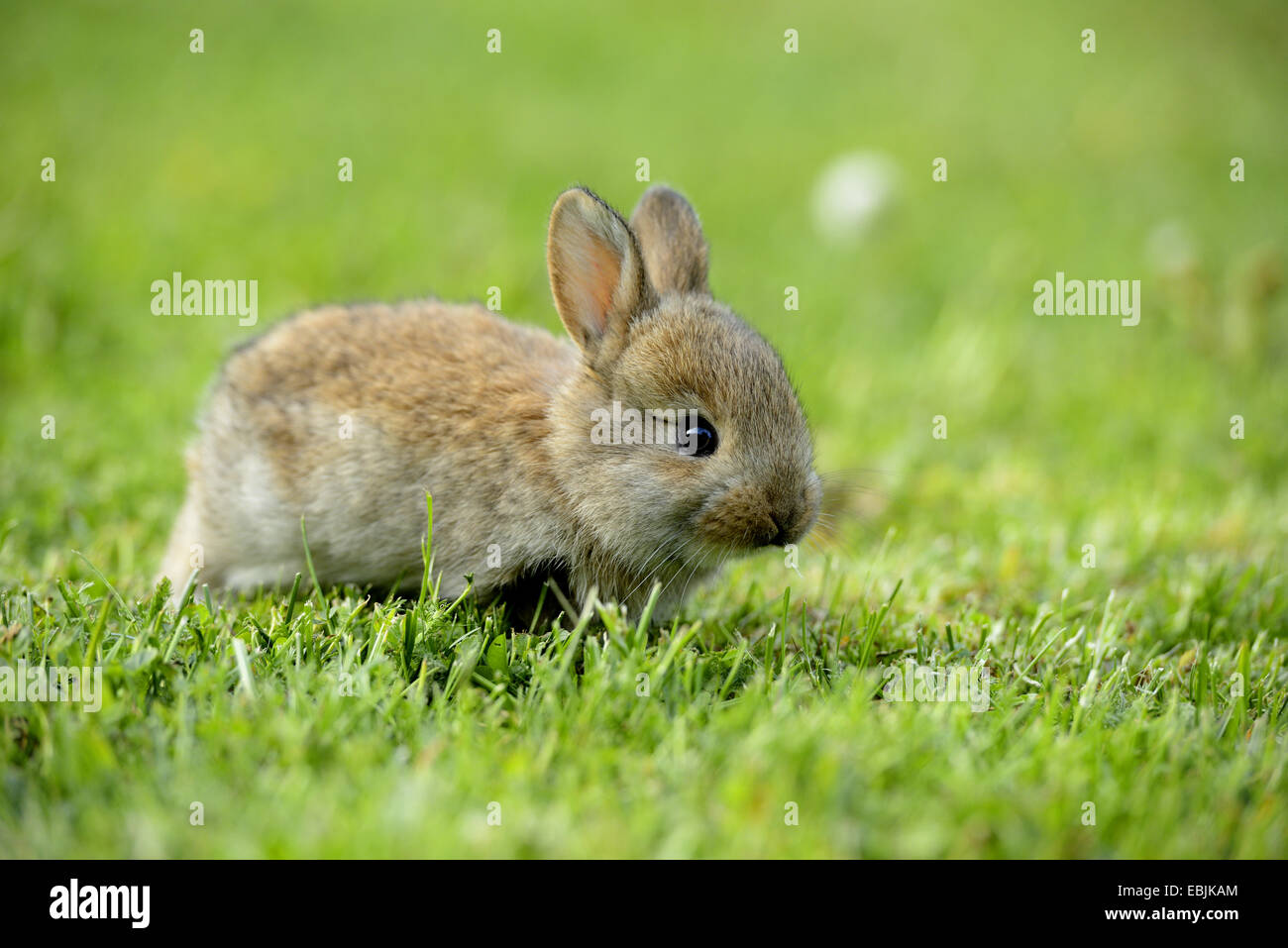 domestic rabbit (Oryctolagus cuniculus f. domestica), brown bunny in a ...