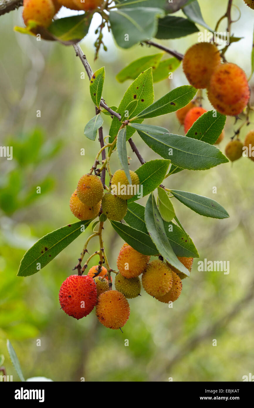 Strawberry tree (Arbutus unedo) with fruits, Majorca, Spain Stock Photo ...