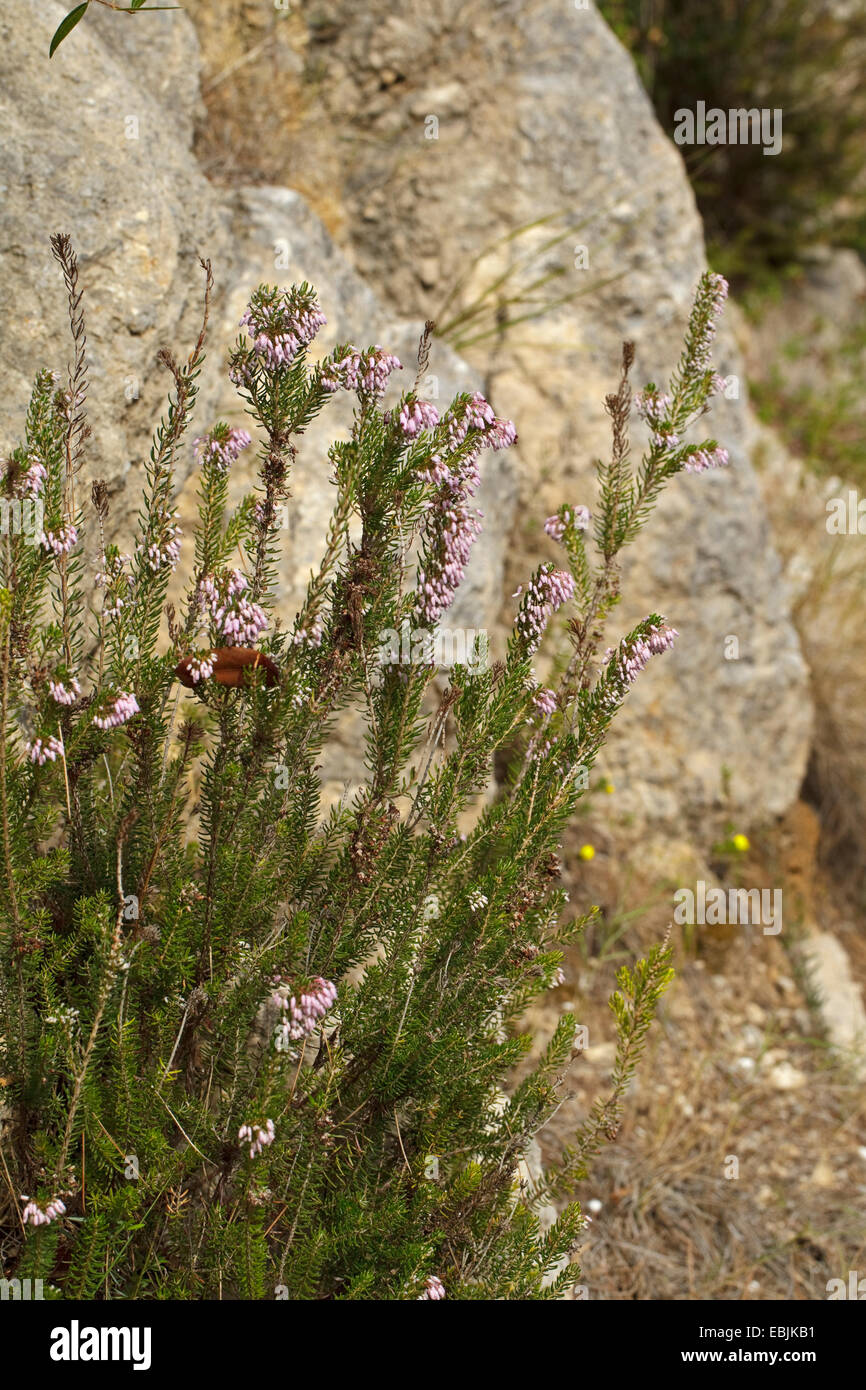 Heather erica hi-res stock photography and images - Alamy
