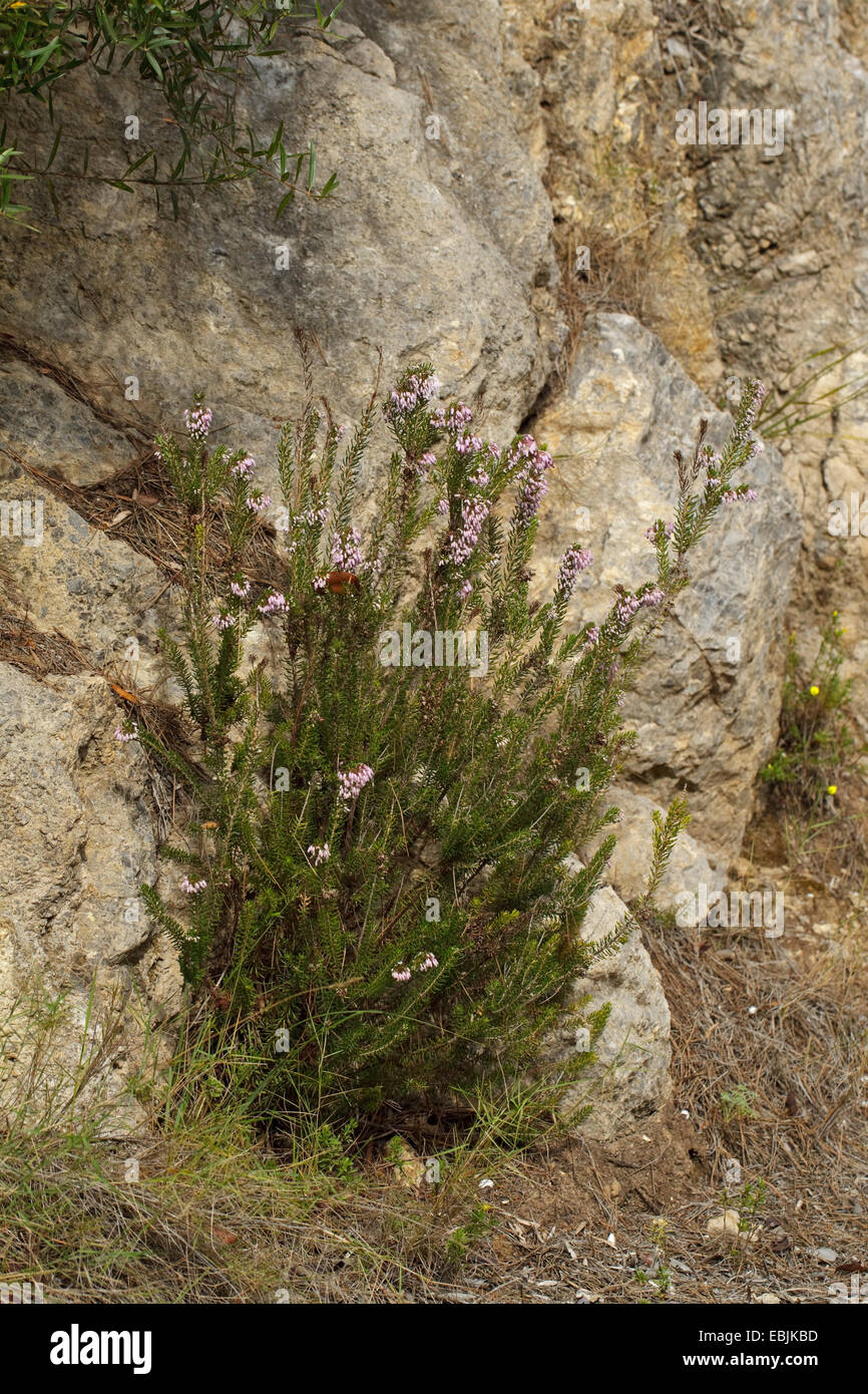 The Mediterranean Heather (Erica multiflora) Flowering, Majorca, Spain ...