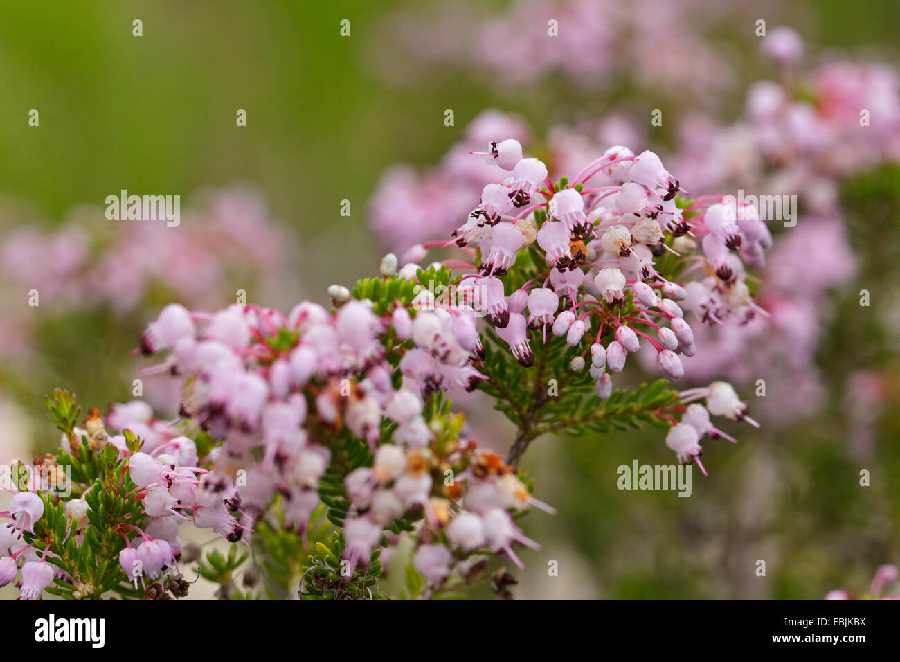 The Mediterranean Heather (Erica multiflora) Flowering, Majorca, Spain ...