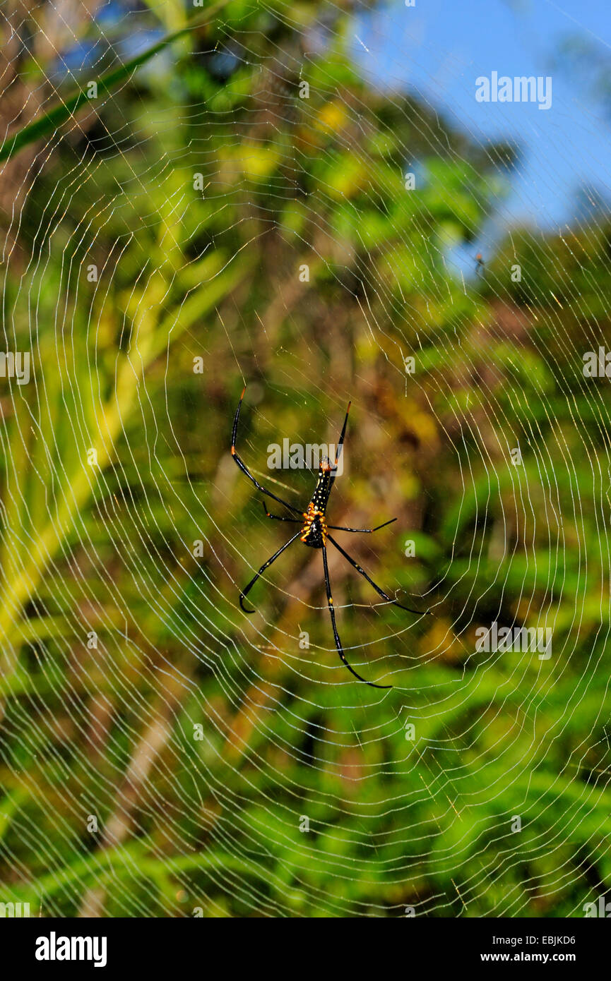 silk spiders, Giant Wood Spider (Nephila pilipes, Nephila maculata ...