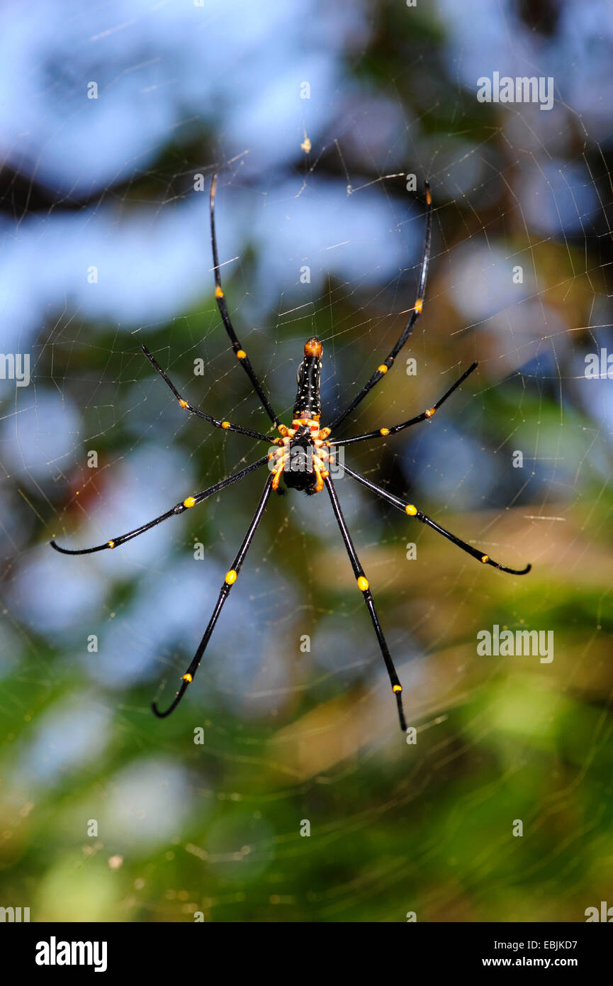 Orbweavers nephilidae silk spiders hi-res stock photography and images ...