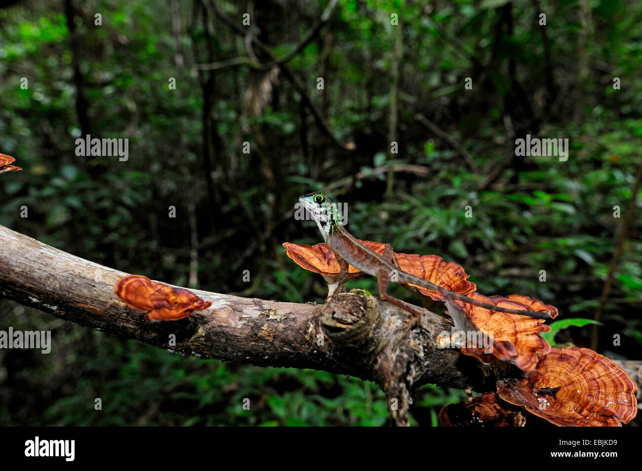 Brown-patched Kangaroo lizard, Wiegmann's Agama, Sri Lankan Kangaroo ...