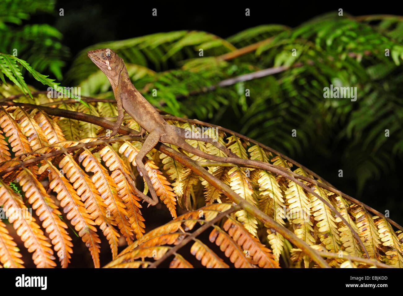 Brown-patched Kangaroo lizard, Wiegmann's Agama, Sri Lankan Kangaroo ...