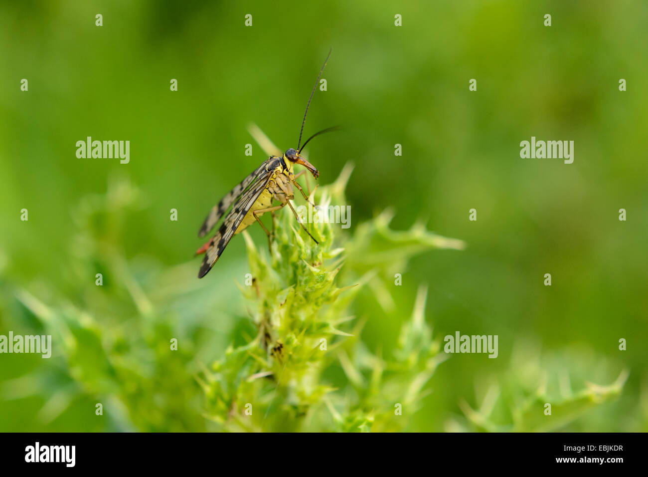 Small yellow insect resting on thorn grass Stock Photo - Alamy