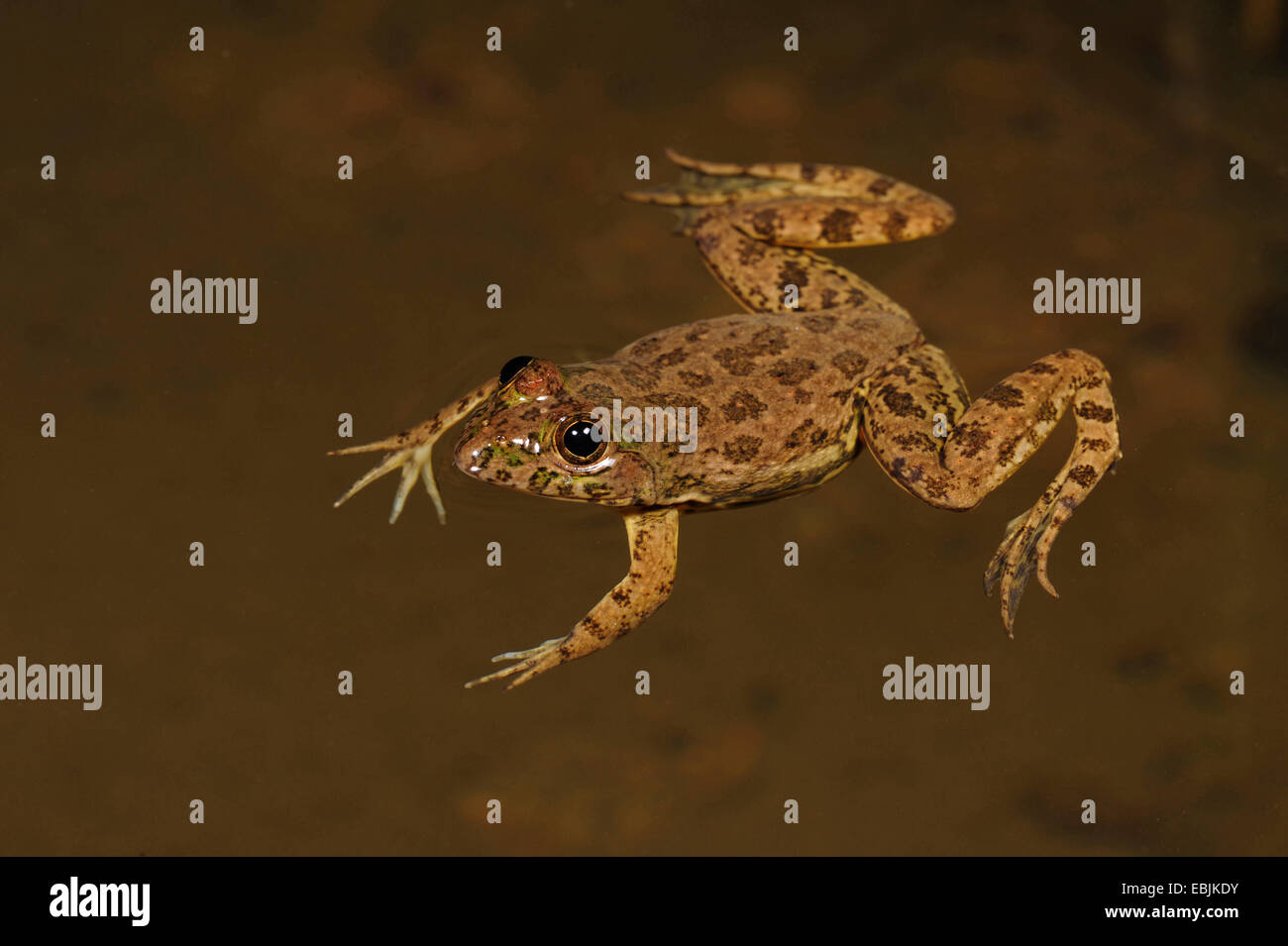Indian Skipper Frog, Skittering Frog (Euphlyctis cyanophlyctis ...