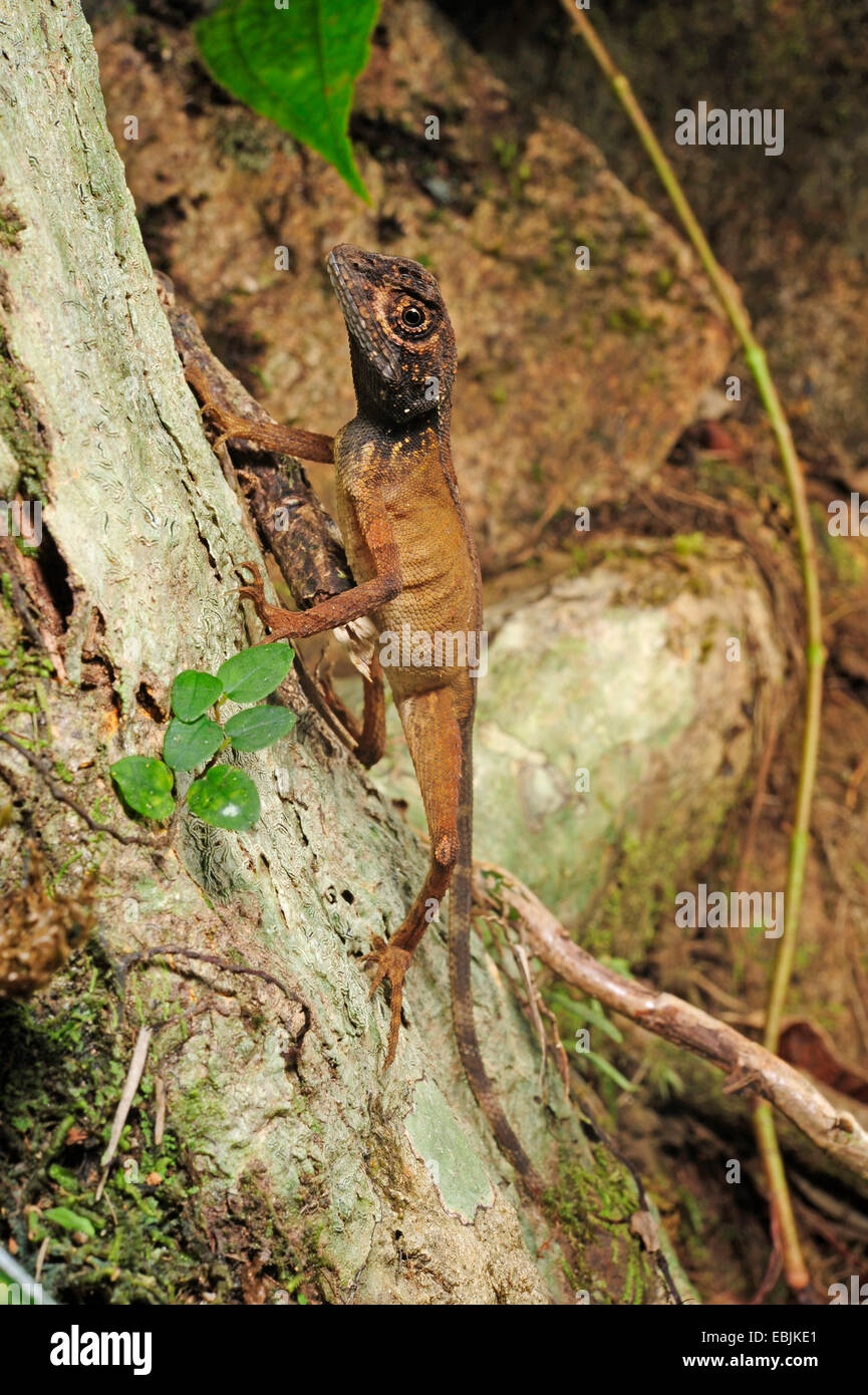 Brown-patched Kangaroo lizard, Wiegmann's Agama, Sri Lankan Kangaroo ...