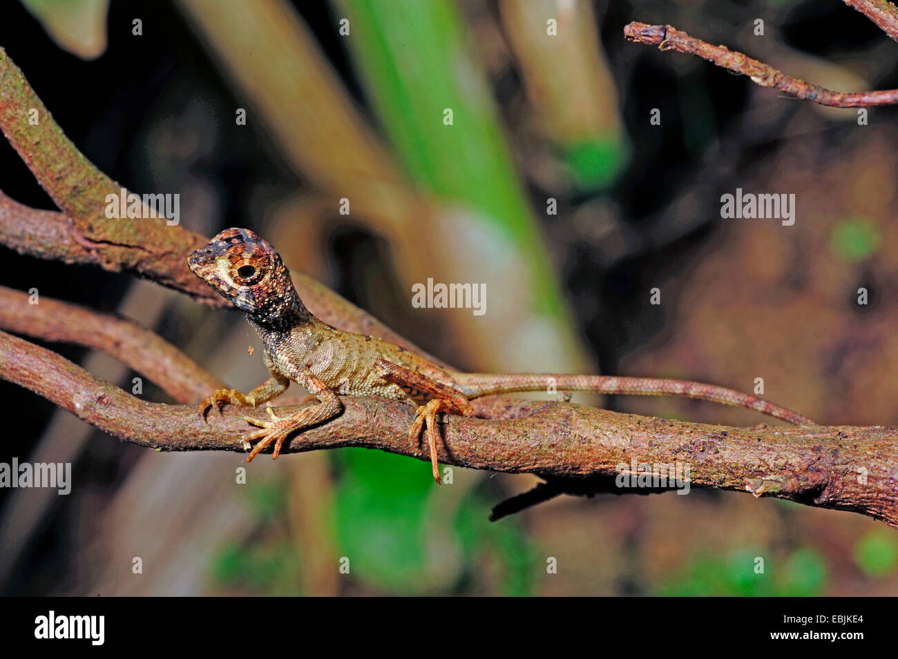 Brown-patched Kangaroo lizard, Wiegmann's Agama, Sri Lankan Kangaroo ...