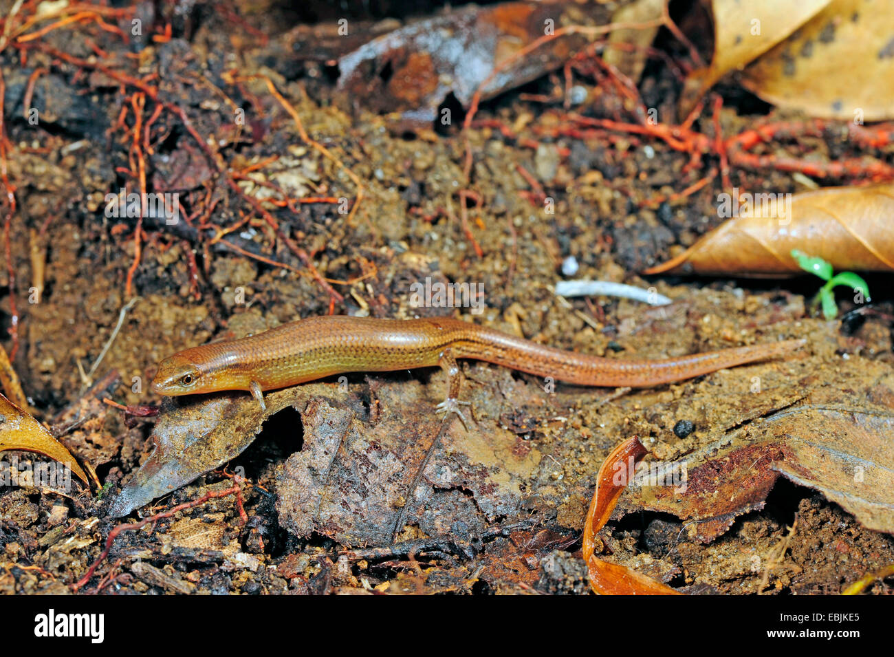 Endemic reptiles of sri lanka hi-res stock photography and images - Alamy