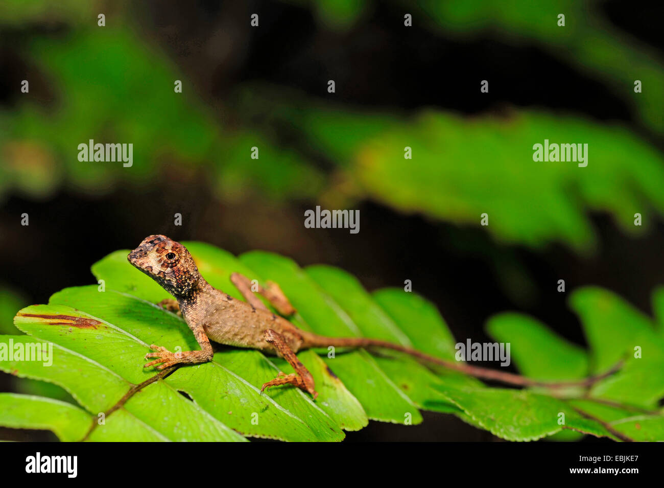 Brown-patched Kangaroo lizard, Wiegmann's Agama, Sri Lankan Kangaroo ...