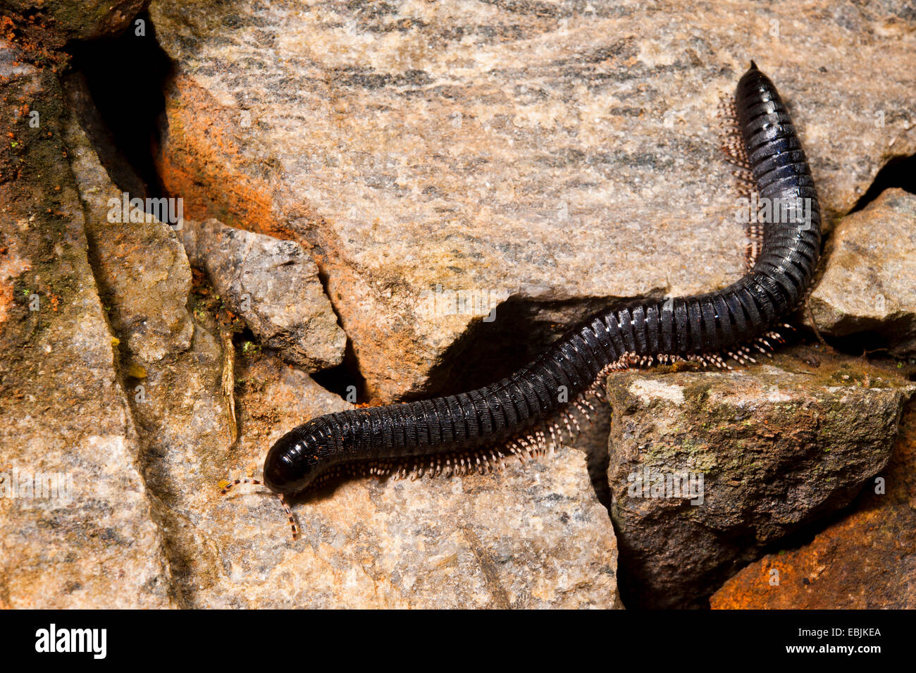 Millepede cylindroiulus spec hi-res stock photography and images - Alamy