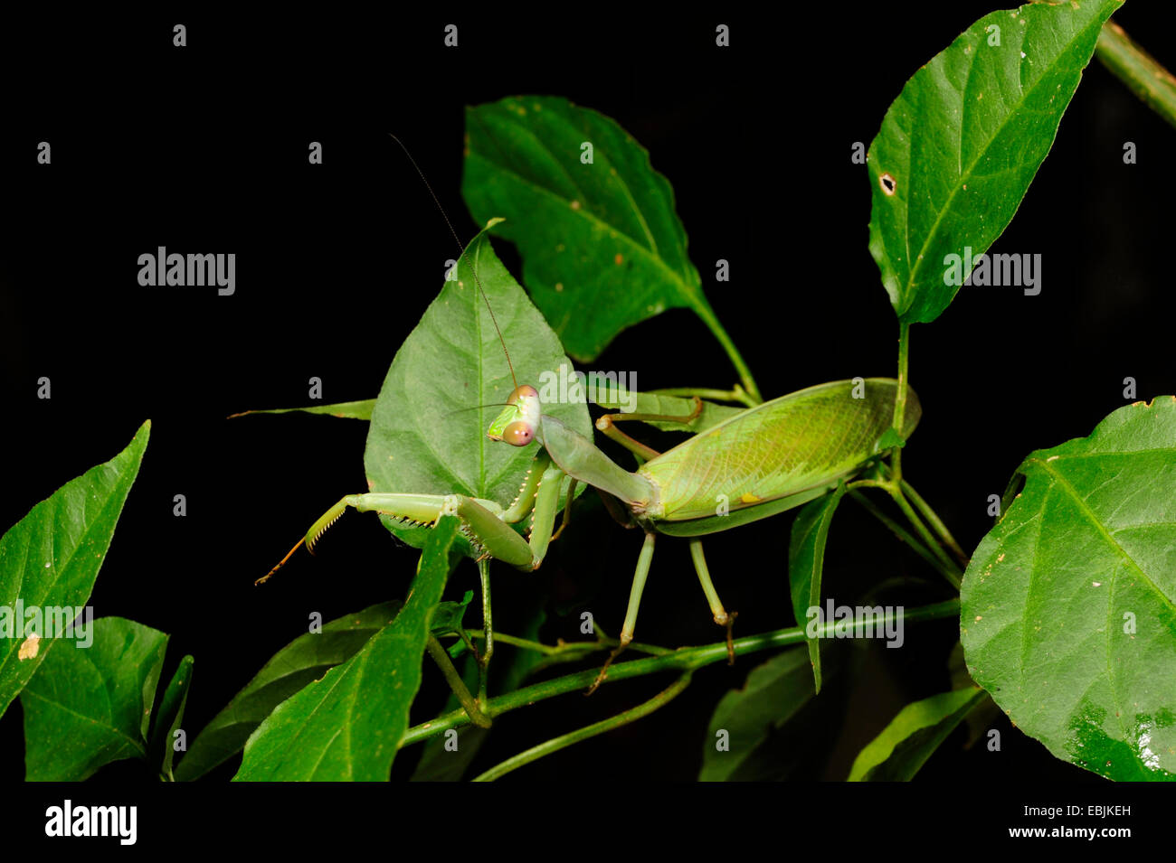 Giant rainforest mantis hi-res stock photography and images - Alamy