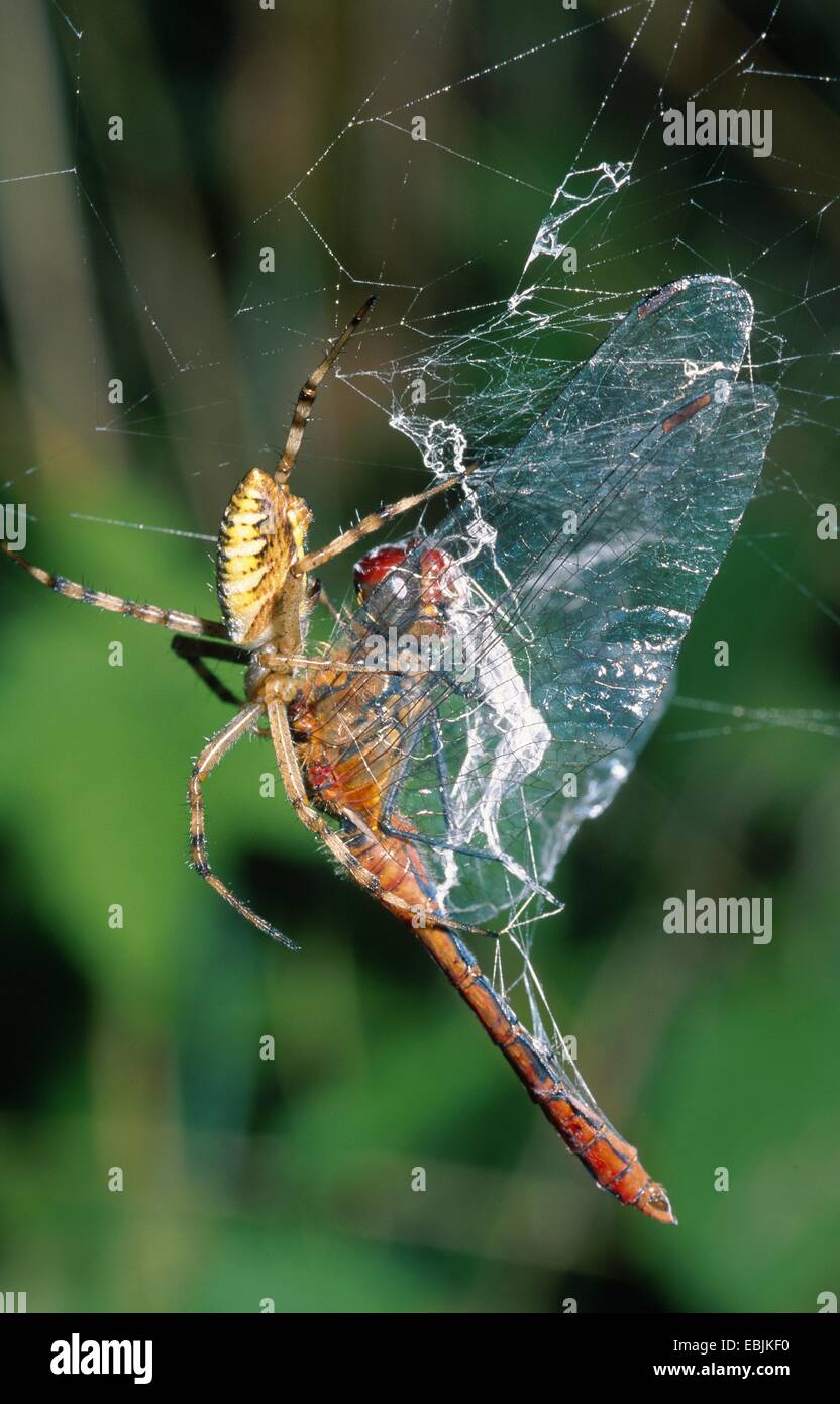 Cross Orbweaver European Garden Spider Cross Spider Araneus Diadematus In Its Web With Prey