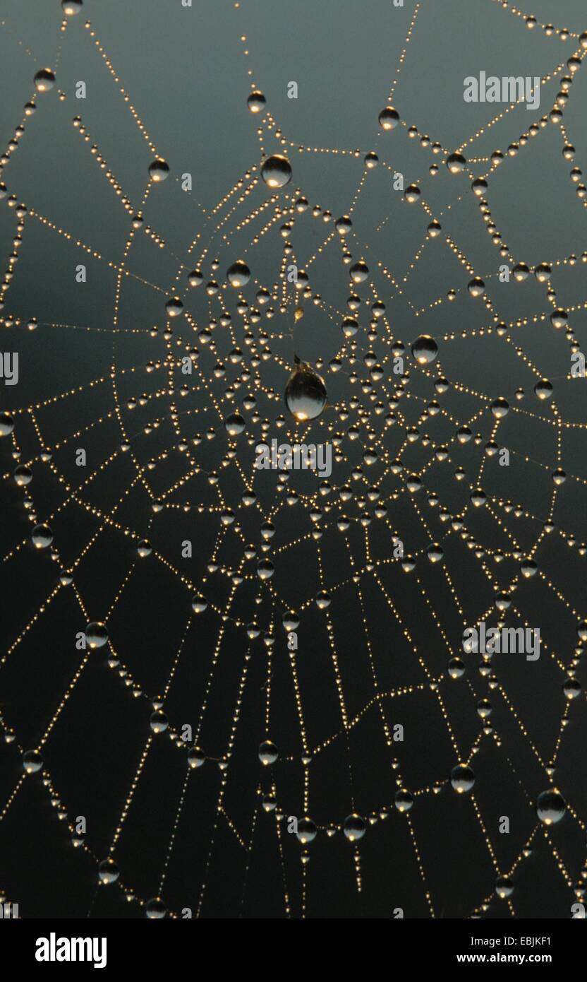 Water spider artwork hi-res stock photography and images - Alamy